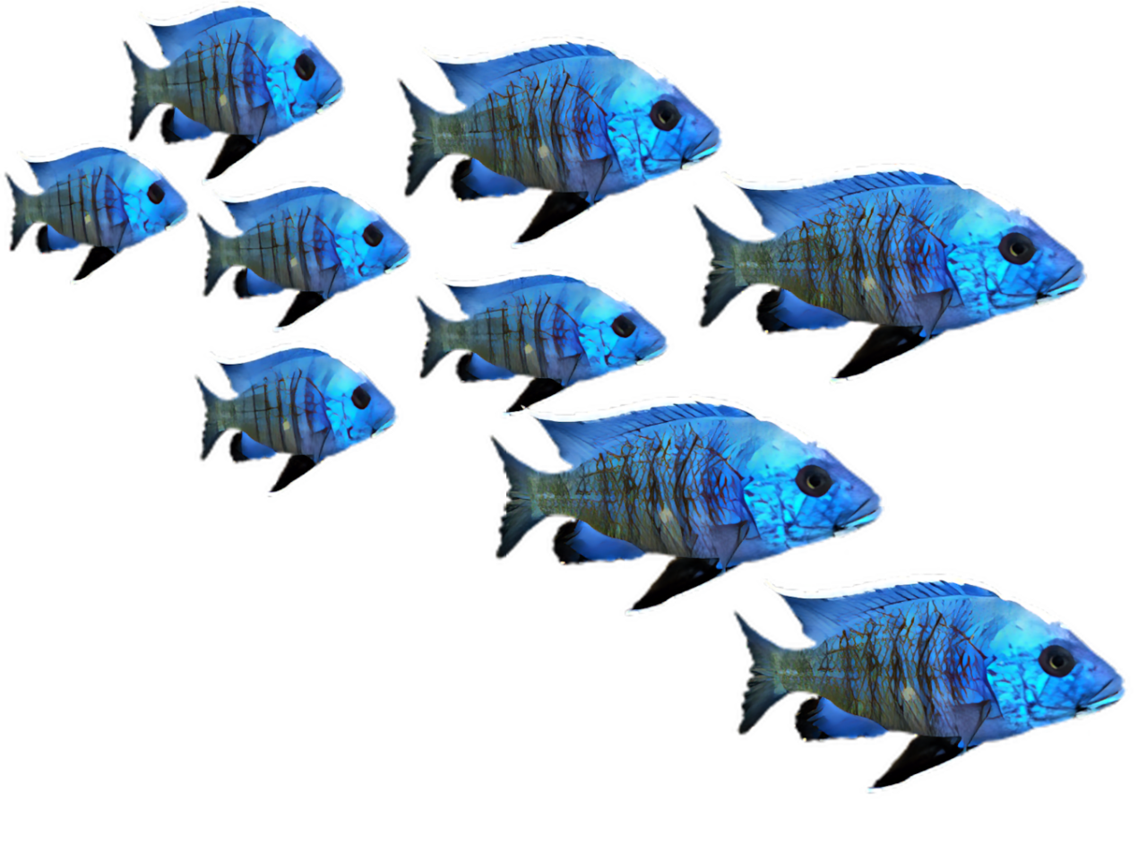 Vibrant Blue Fish School Underwater Wallpaper | Background FREE ...
