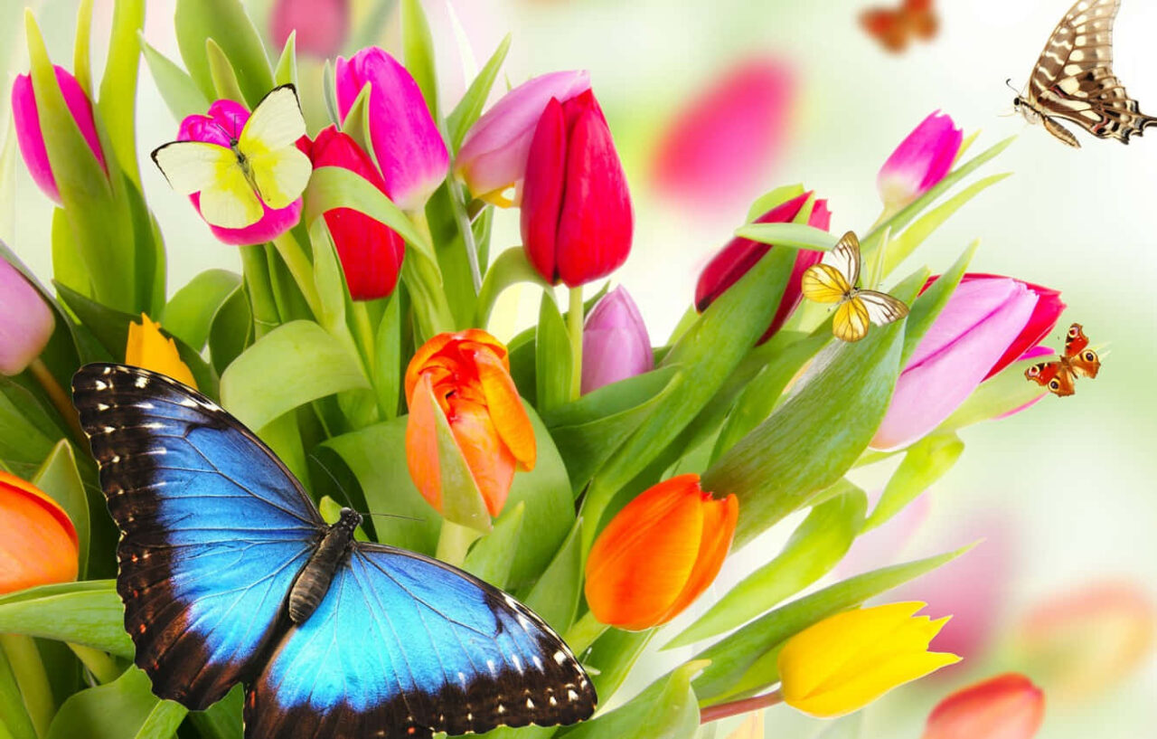 Vibrant Tulips and Butterflies Wallpaper | Background FREE Download ...
