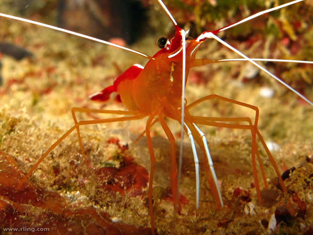 Vibrant Cleaner Shrimp Reef Scene Underwater Wallpaper | Background ...