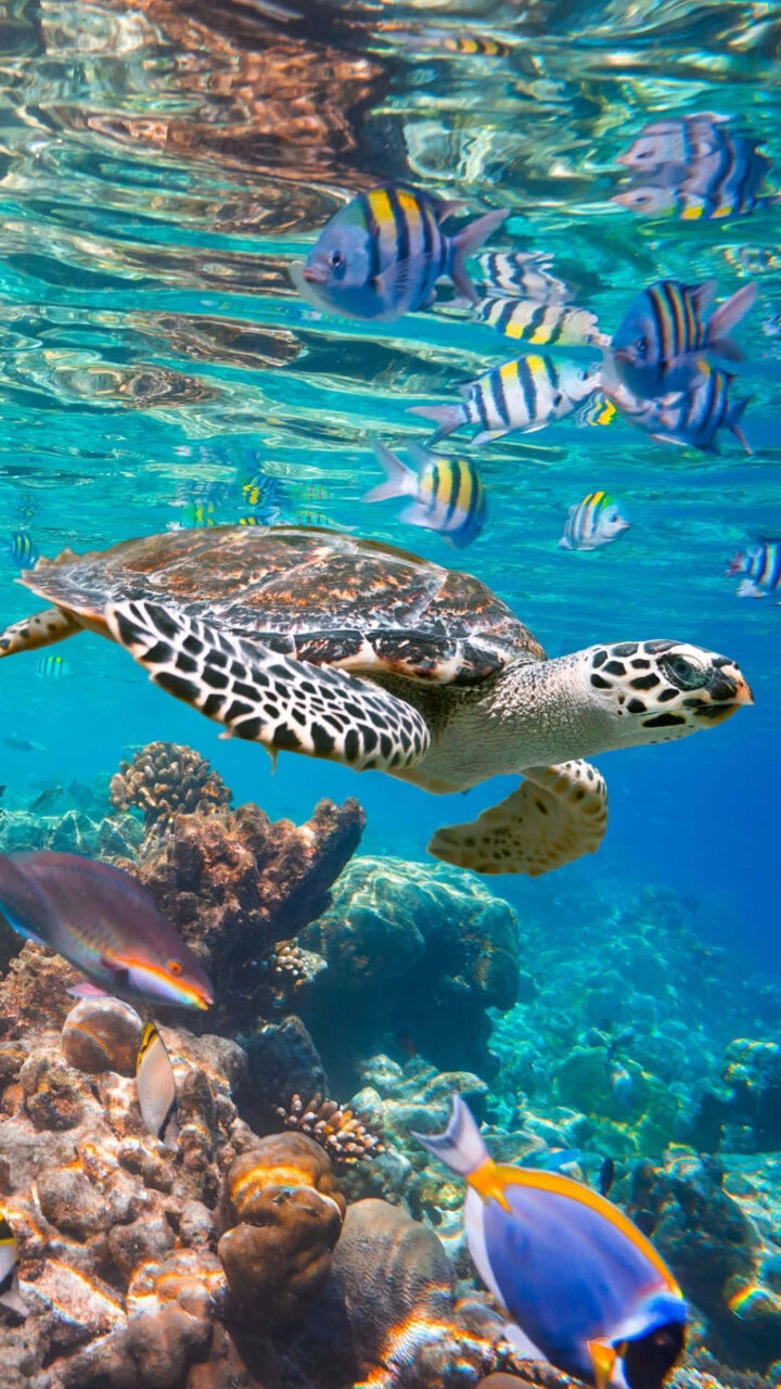 Vibrant Underwater Turtle Scene Wallpaper | Background FREE Download ...