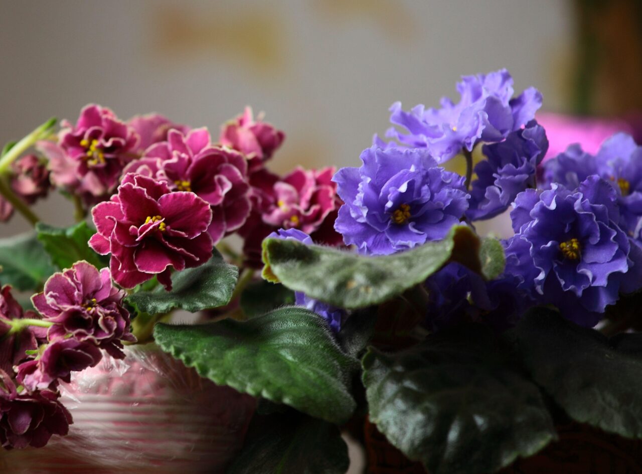 Vibrant Violets in Bloom Natural Wallpaper | Background FREE Download ...