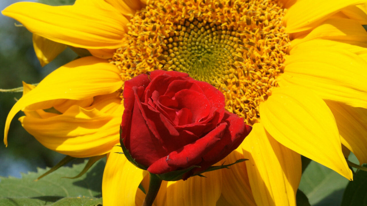 Sunflower and Rose Color Contrast Wallpaper | Background FREE Download ...