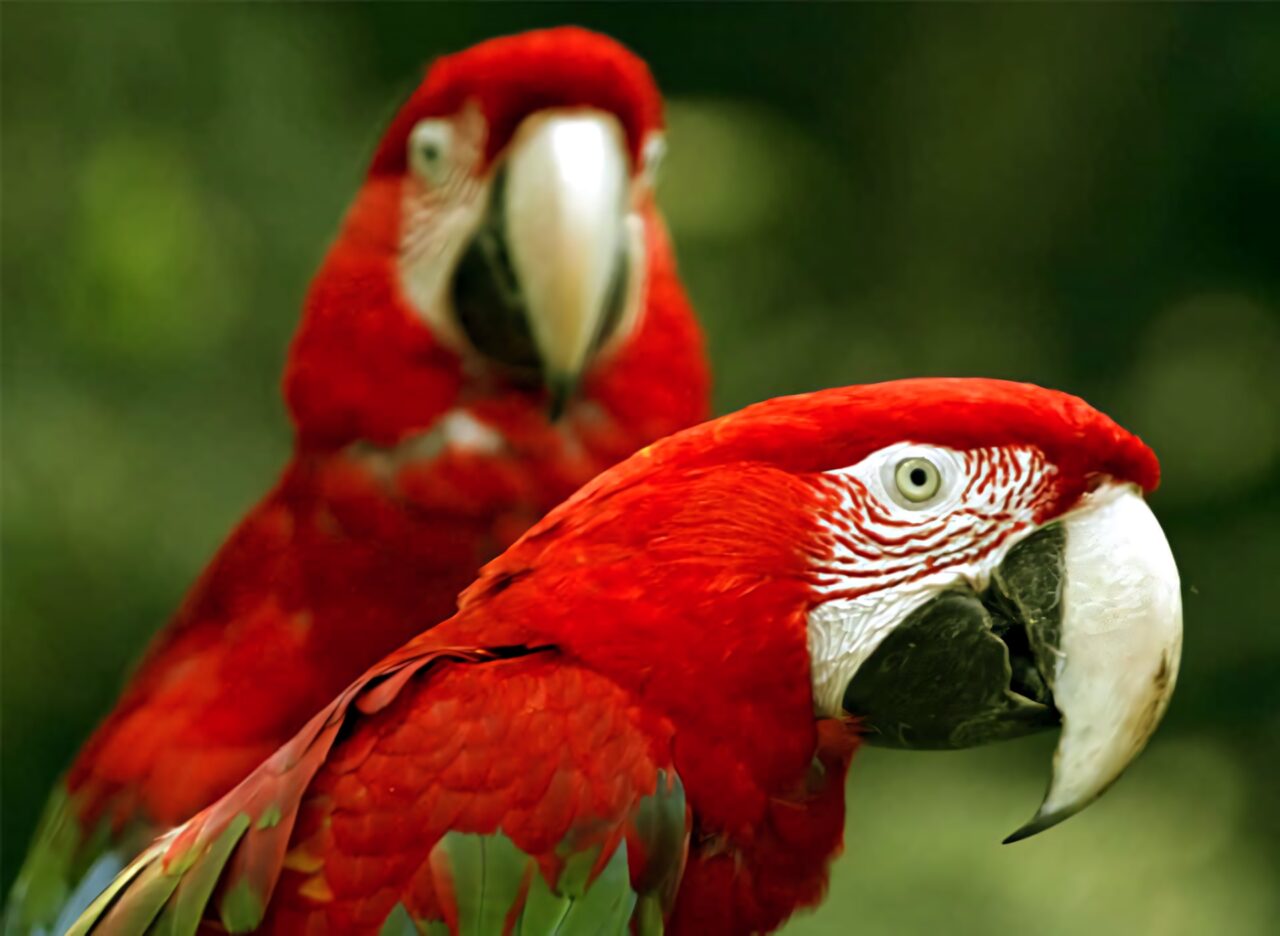Vibrant Feathers of Red Parrots Wallpaper | Background FREE Download ...