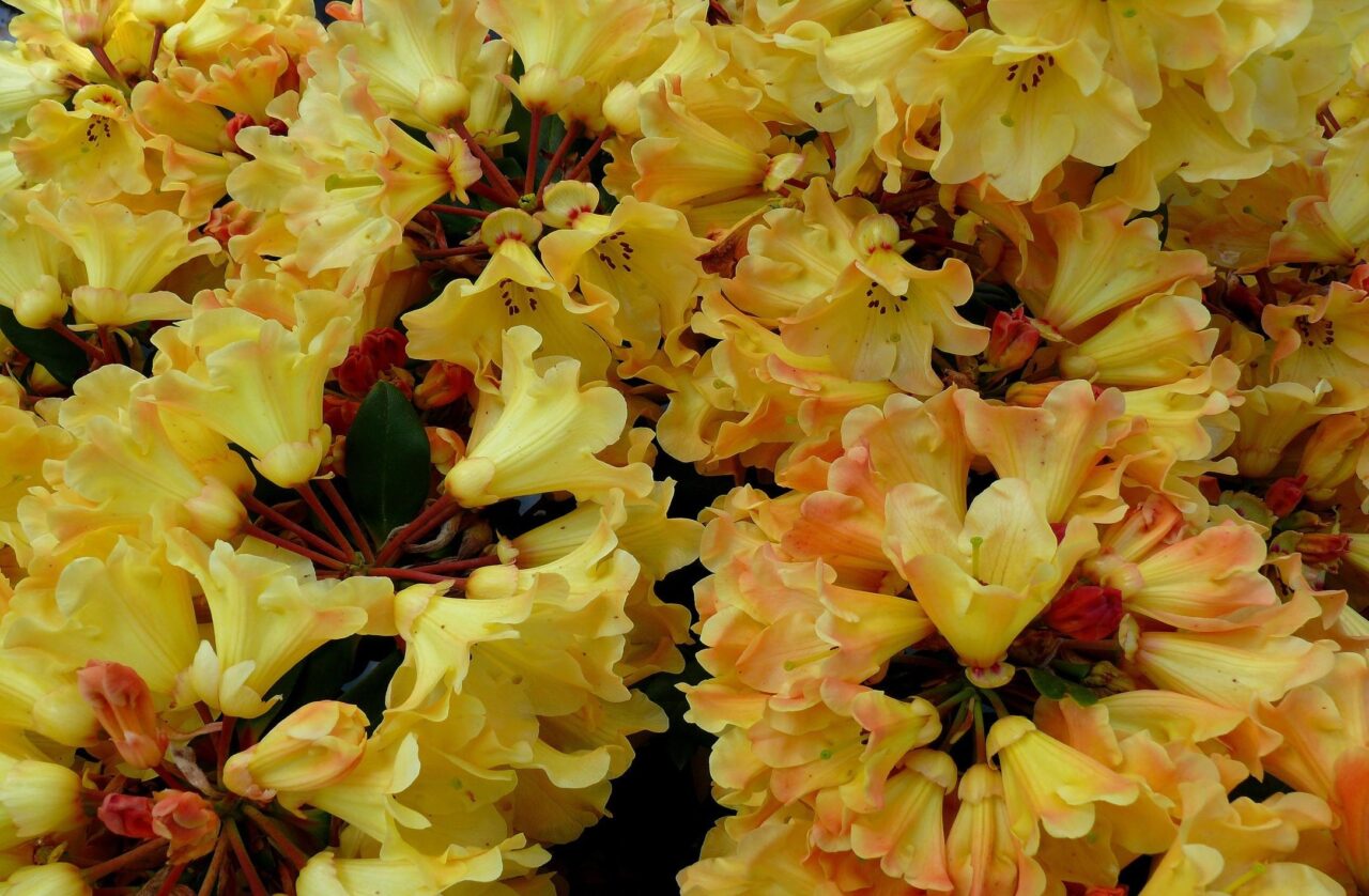 Vibrant Yellow Azaleas Close-Up Wallpaper | Background FREE Download ...