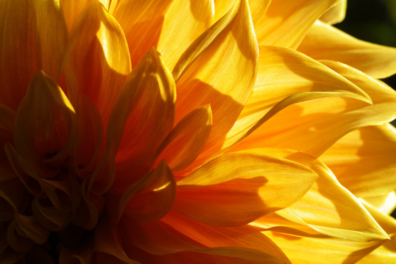 Vibrant Yellow Petals in Soft Light Wallpaper | Background FREE ...