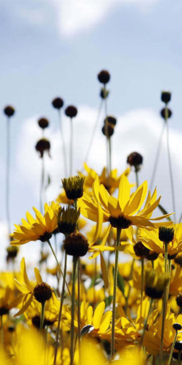 Yellow Flower Field Serenity Wallpaper | Background FREE Download ...