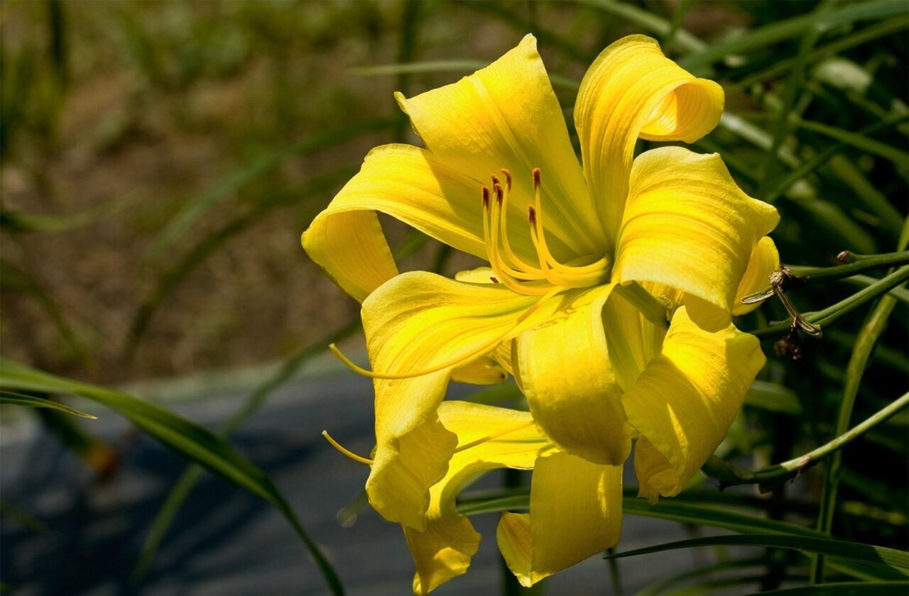Luminous Yellow Lily Elegance Wallpaper | Background FREE Download ...