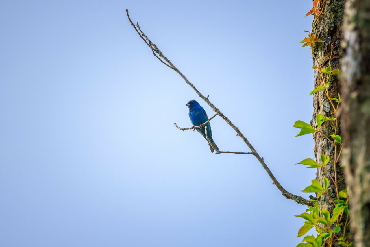 Graceful Blue Bird in Serenity Wallpaper | Background FREE Download ...