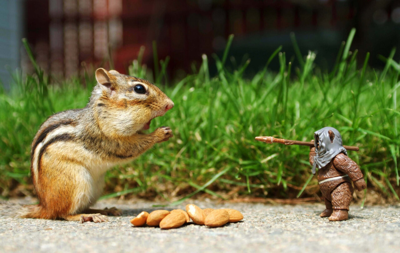 Curious Chipmunk and Ewok Adventure Wallpaper | Background FREE ...