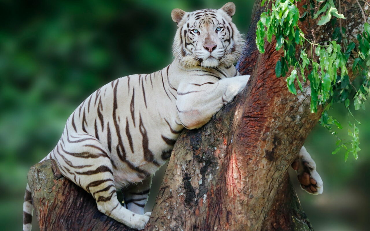 Majestic White Tiger Perched Tree Wallpaper | Background FREE Download ...