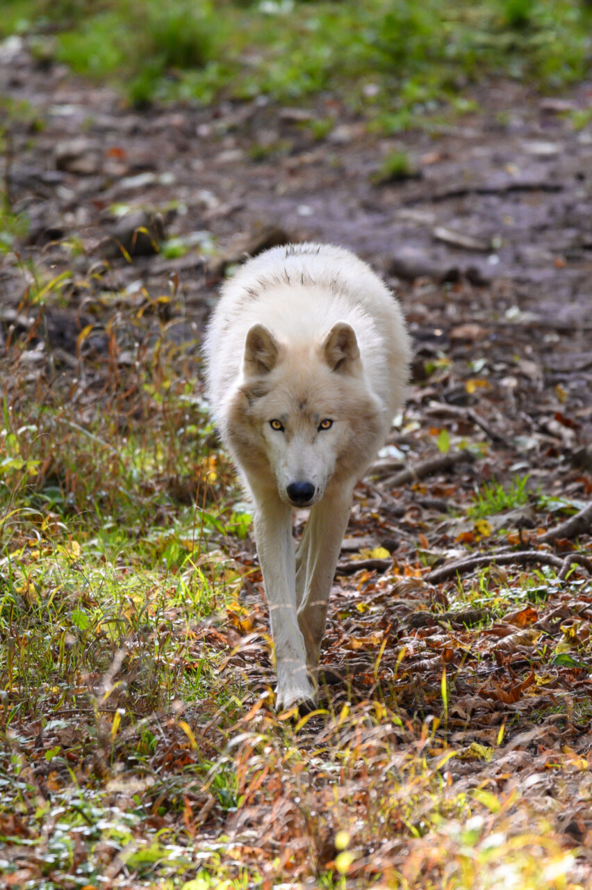 Majestic White Wolf in Nature Wallpaper | Background FREE Download ...