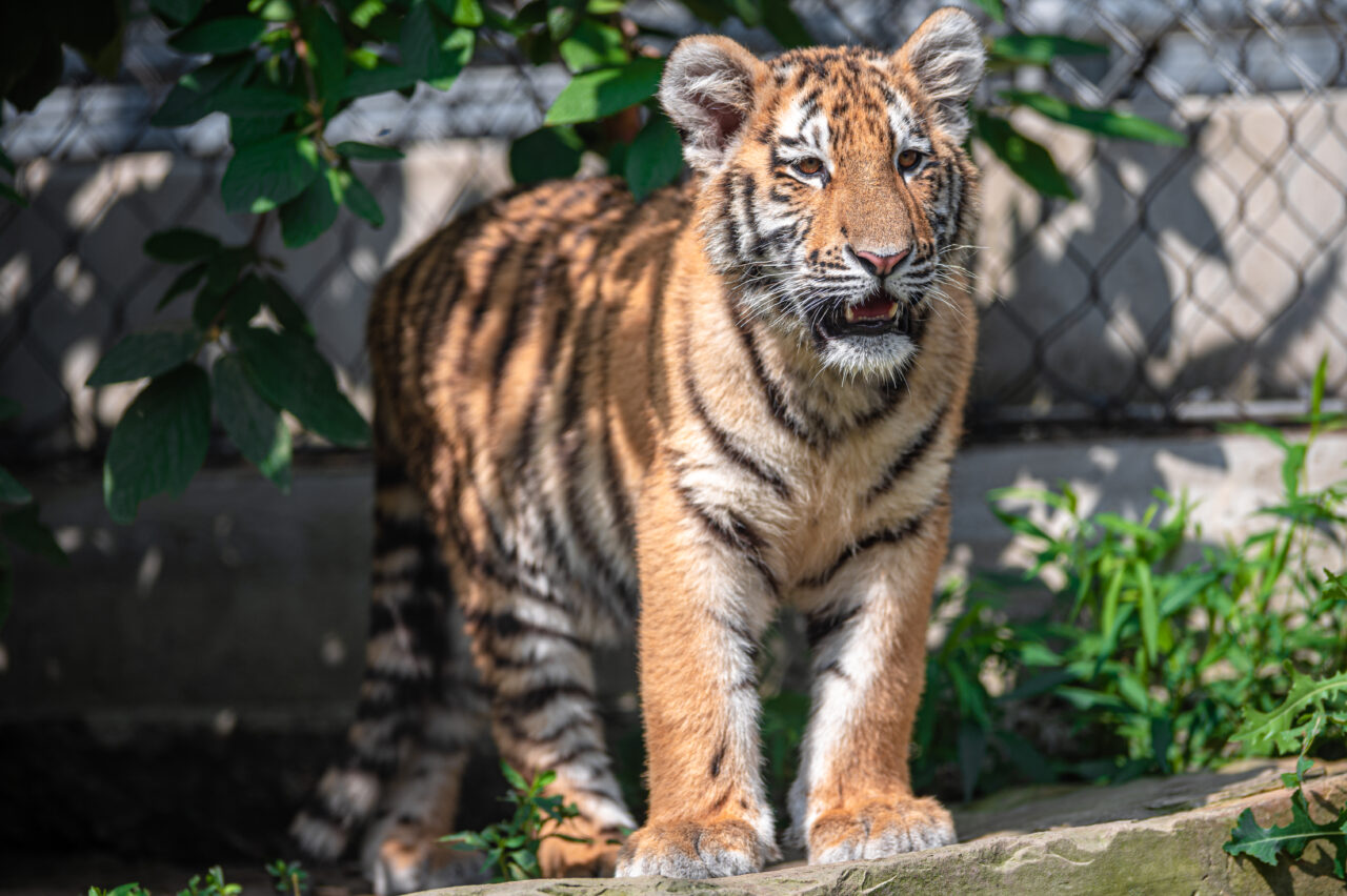 Confident Tiger in Lush Greenery Wallpaper | Background FREE Download ...